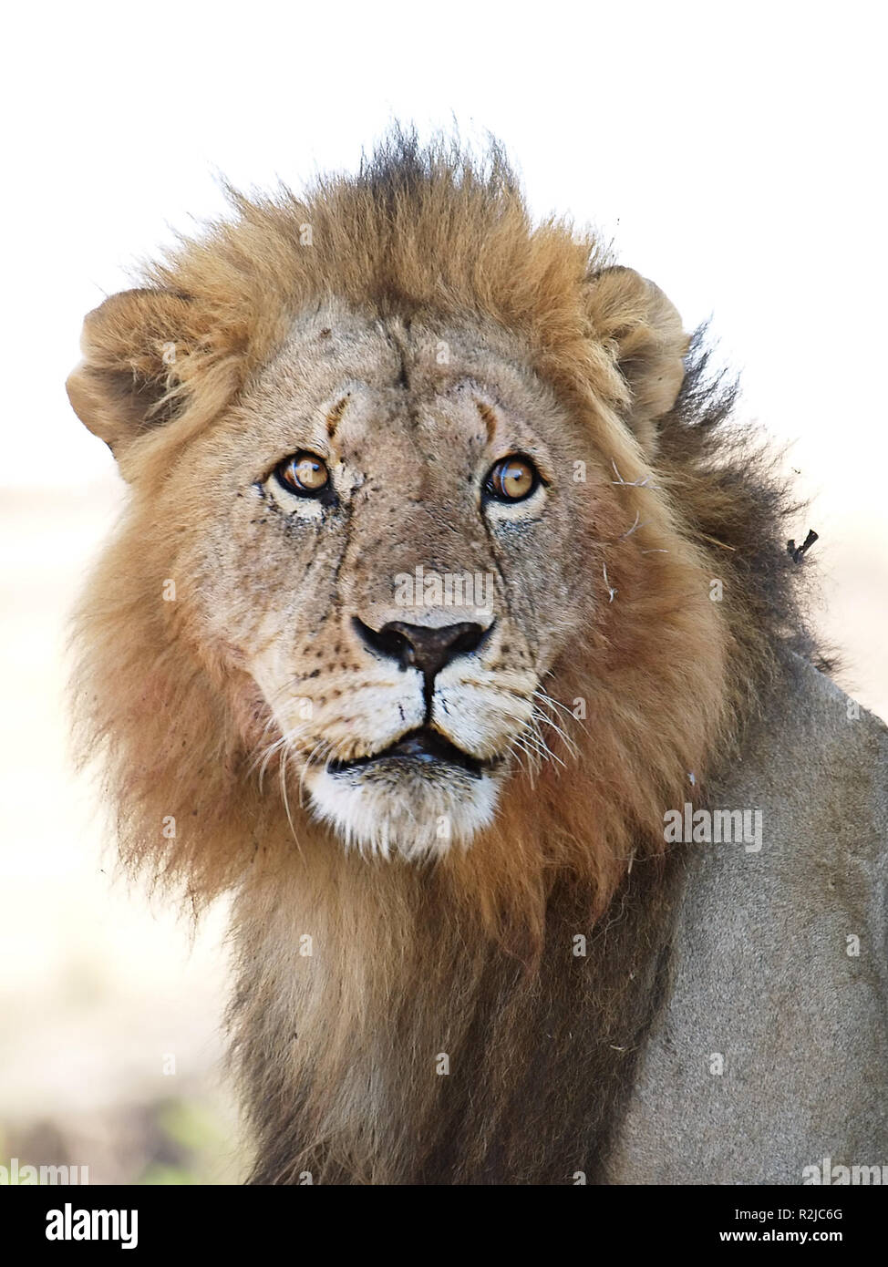 Contritely hi-res stock photography and images - Alamy