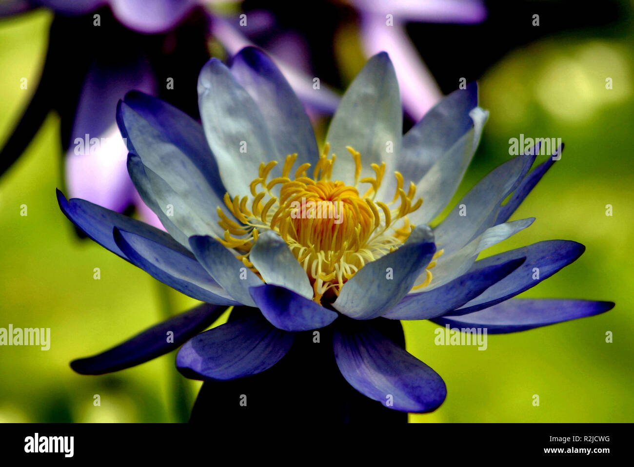 light blue water lily Stock Photo - Alamy
