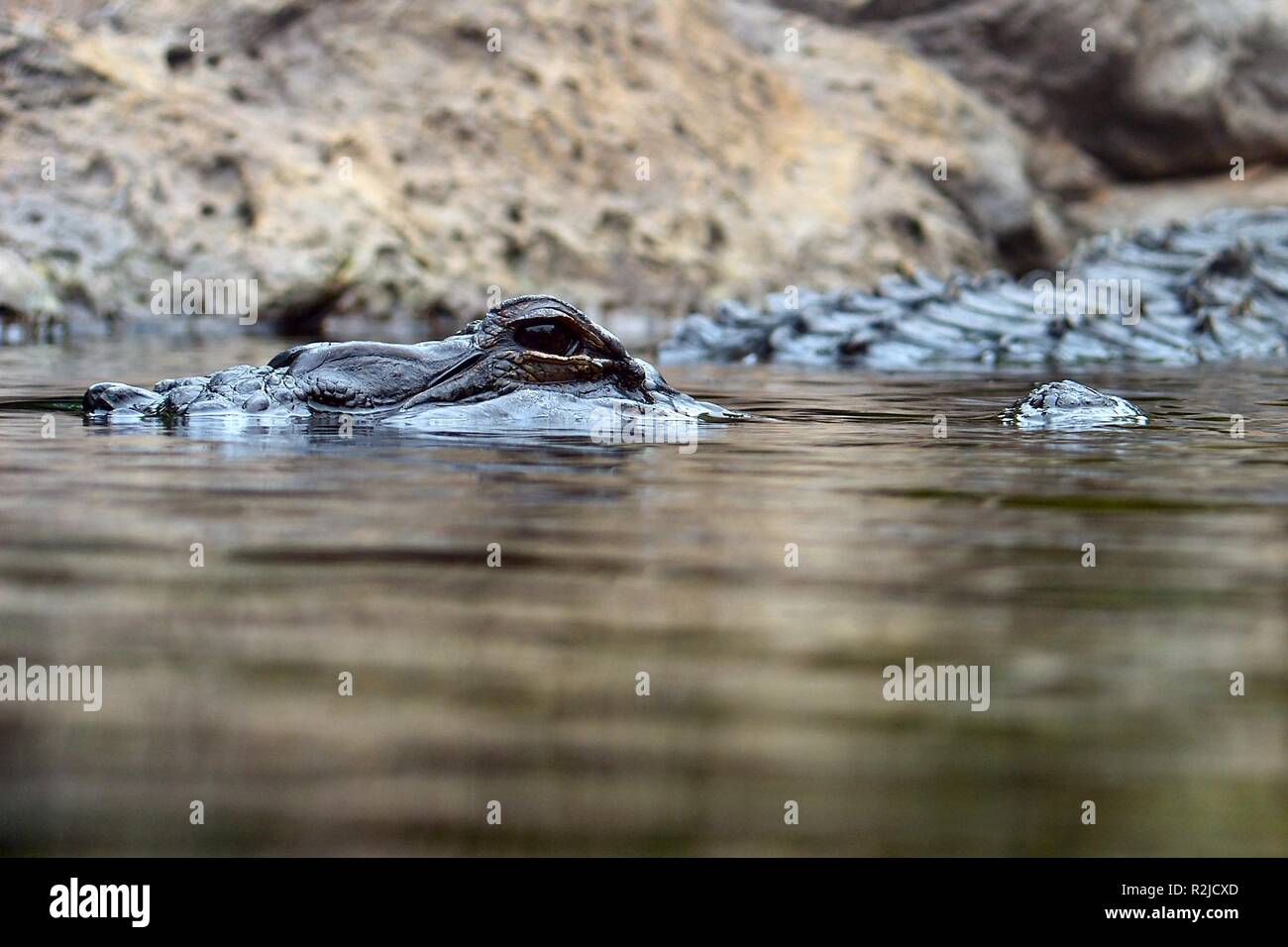 Alligator gorge hi-res stock photography and images - Alamy