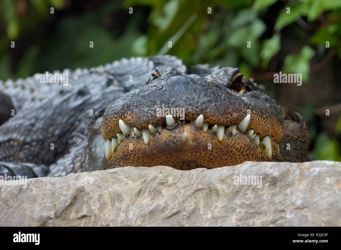 Alligator gorge hi-res stock photography and images - Alamy