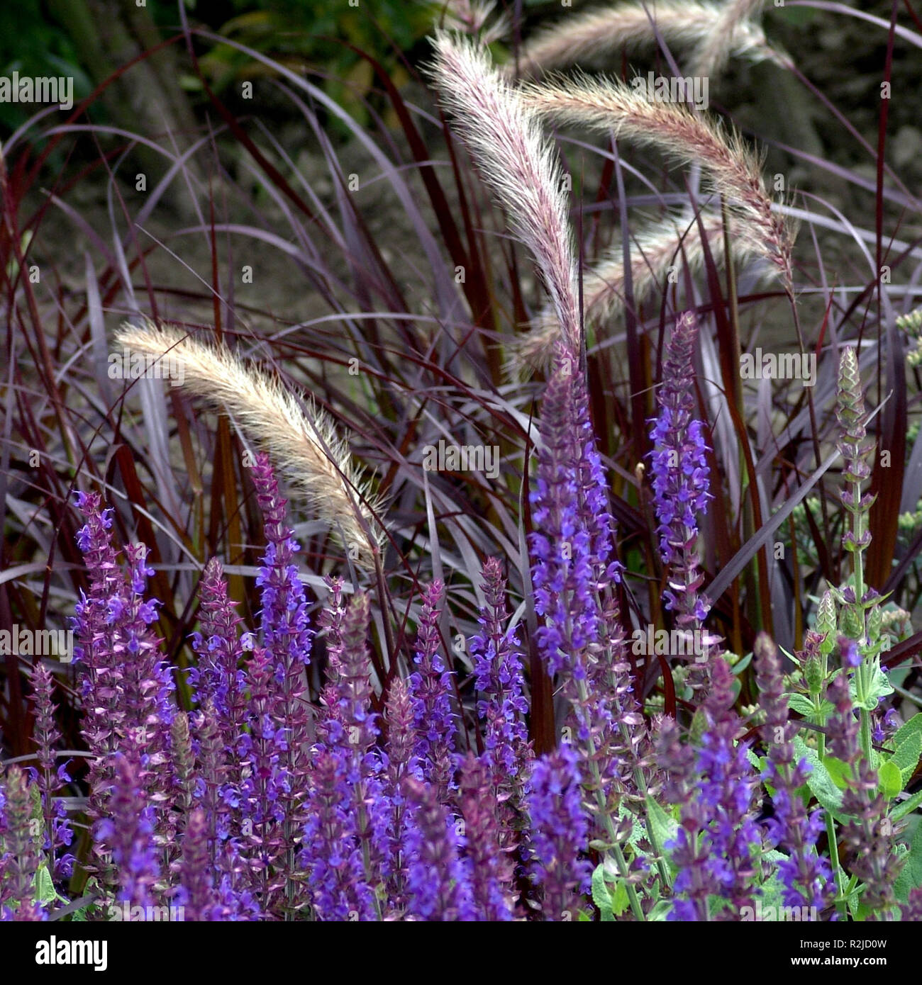 Neighboring grass hi-res stock photography and images - Alamy
