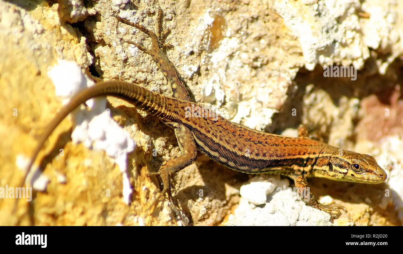 lizard on wall Stock Photo - Alamy