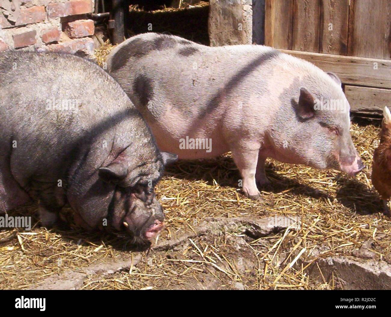 two pigs at suns Stock Photo - Alamy