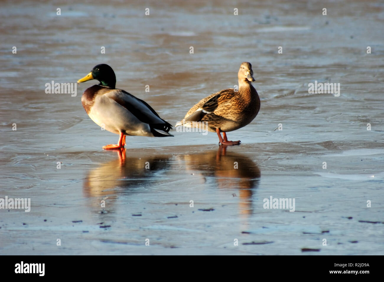 Two little ducks hi-res stock photography and images - Alamy