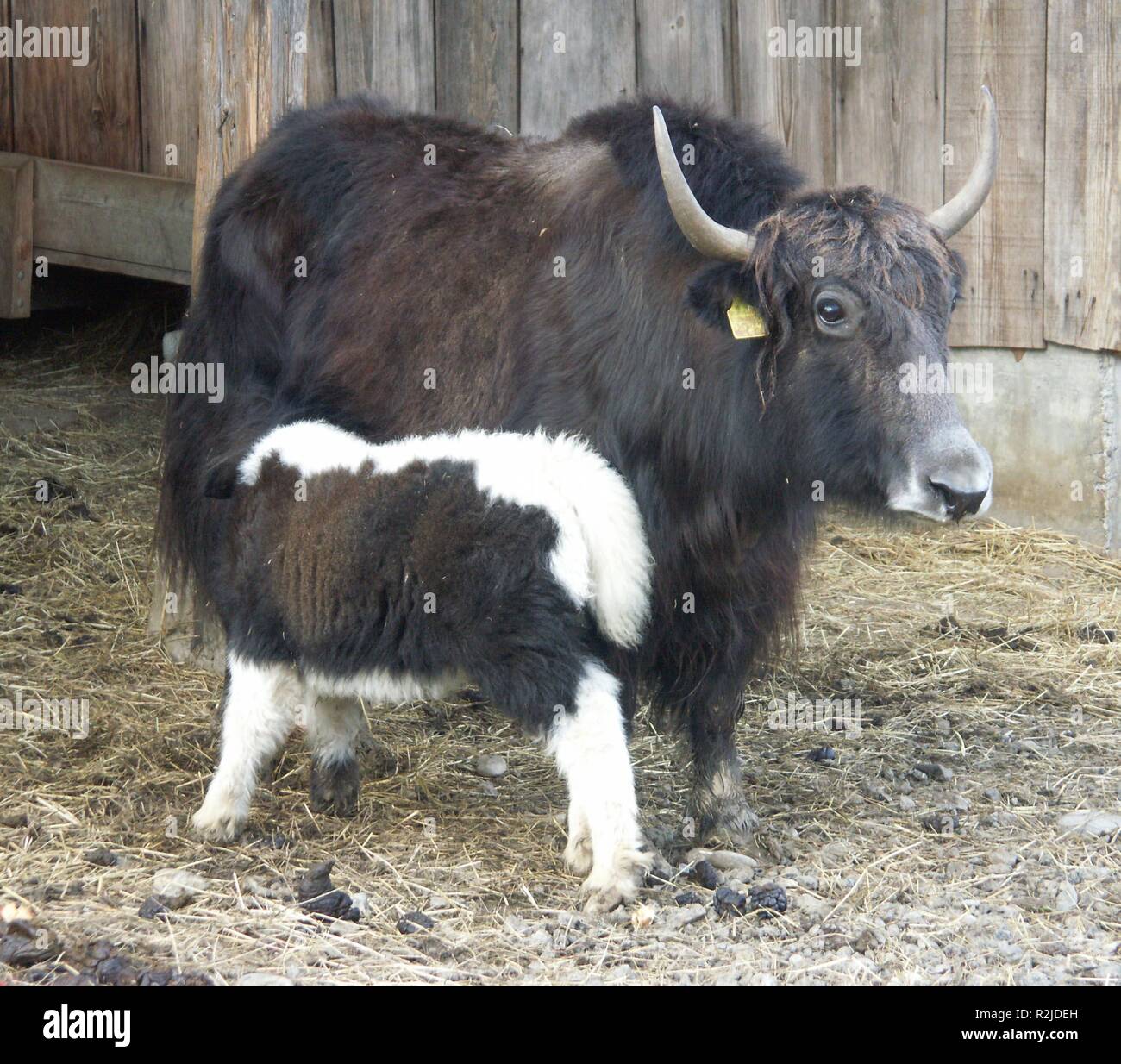Yak skin hi-res stock photography and images - Alamy