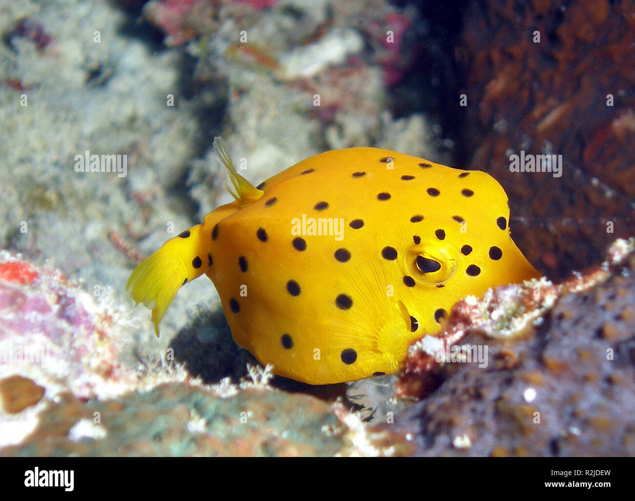 Juvenil foto hi-res stock photography and images - Alamy