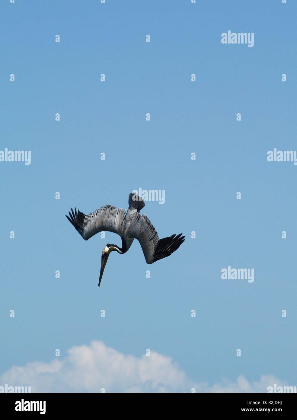 Birds that dive for fish hi-res stock photography and images - Alamy