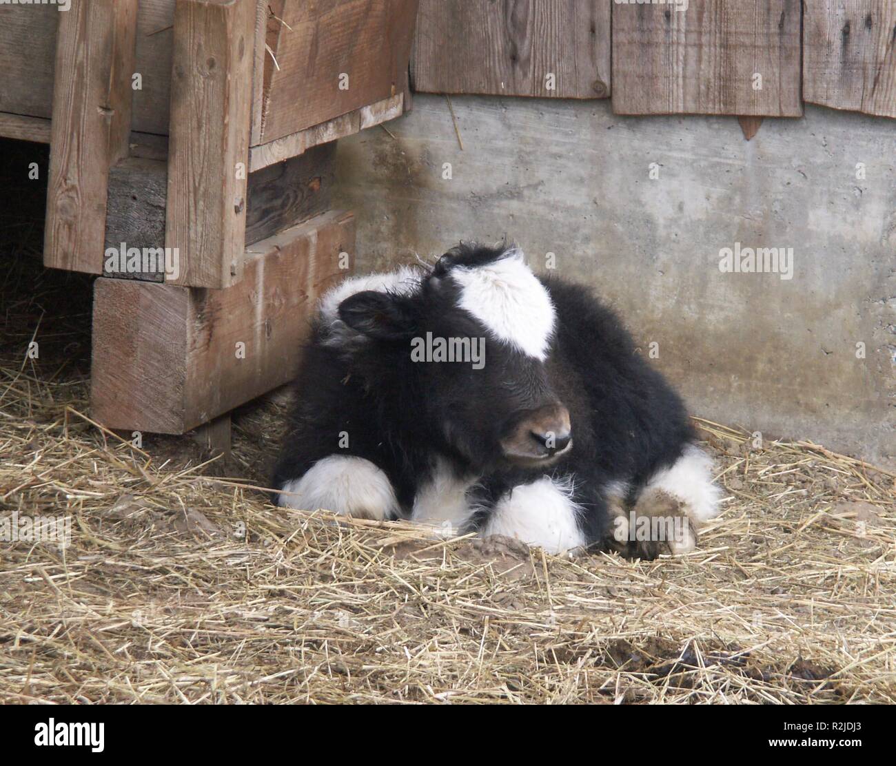 Yak skin hi-res stock photography and images - Alamy
