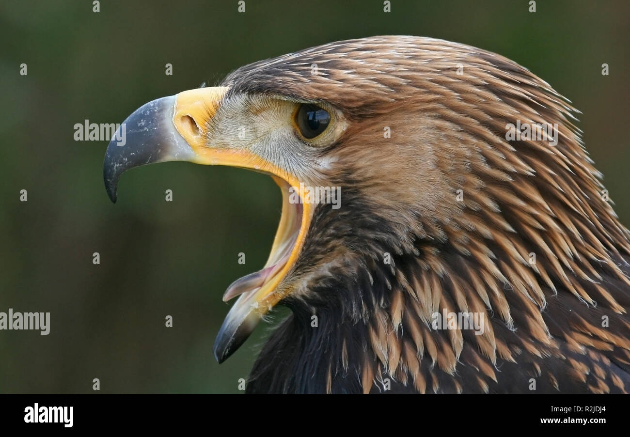 young imperial eagle Stock Photo - Alamy