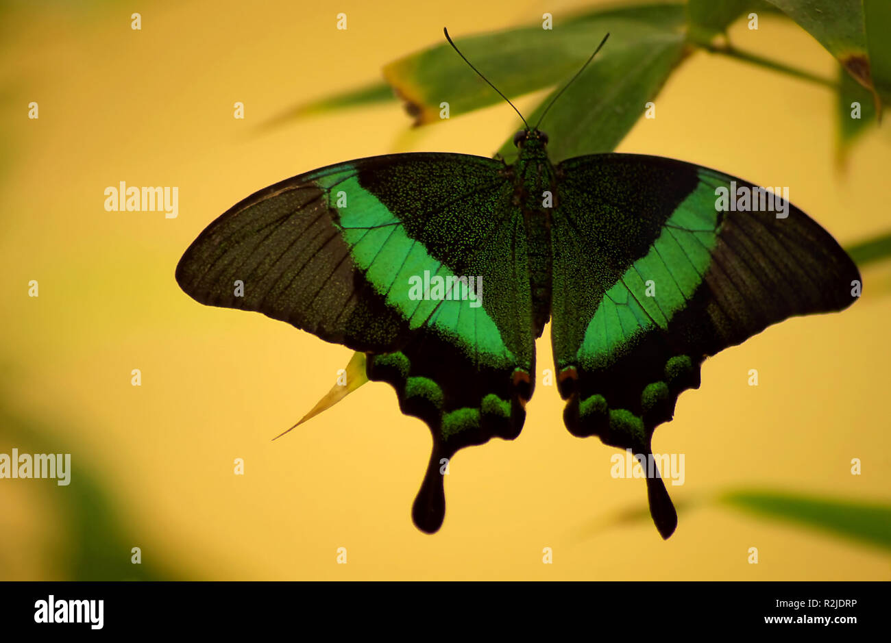 Malabar banded peacock hi-res stock photography and images - Alamy