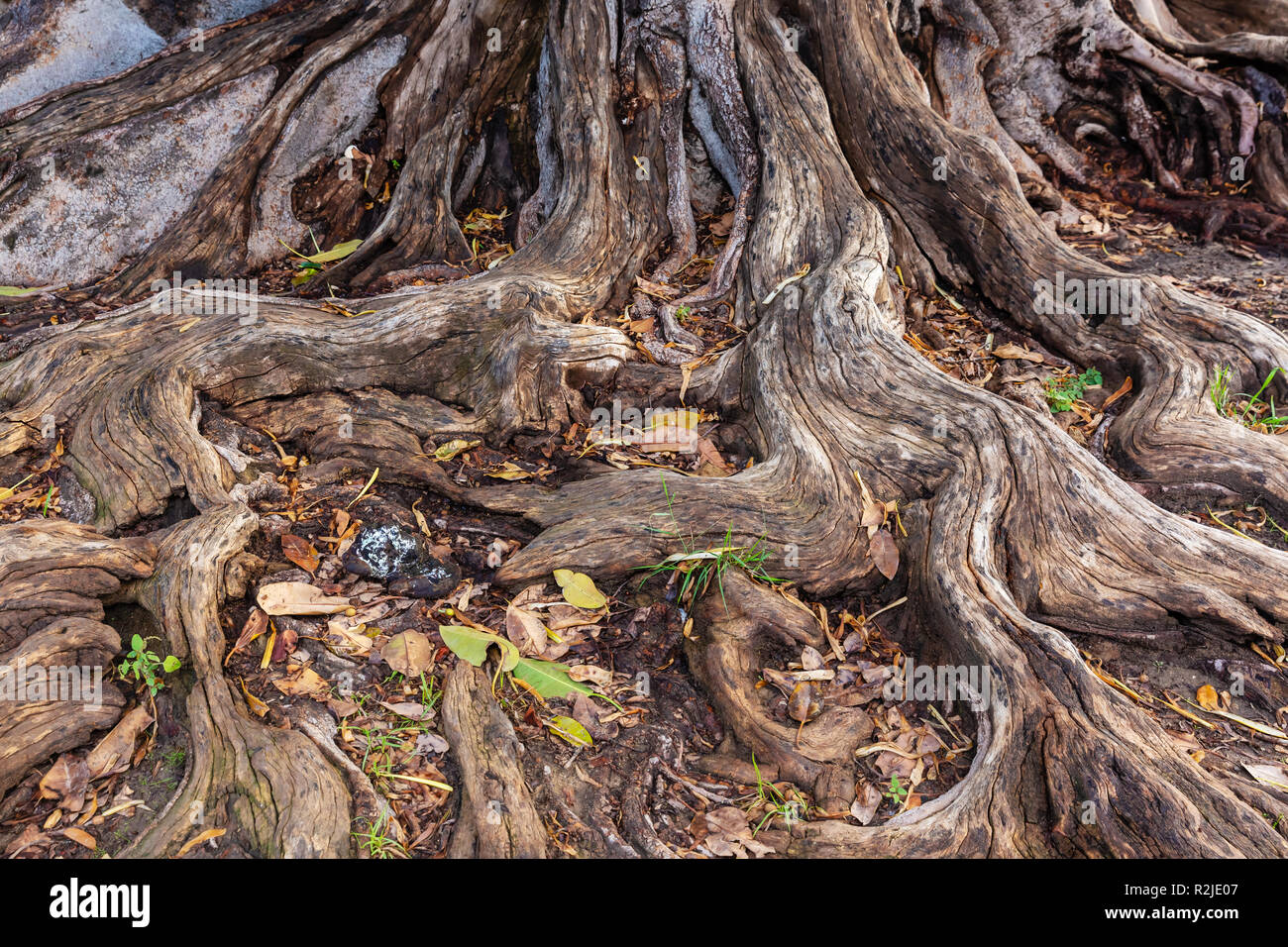 picture of the root system of an old tree Stock Photo - Alamy