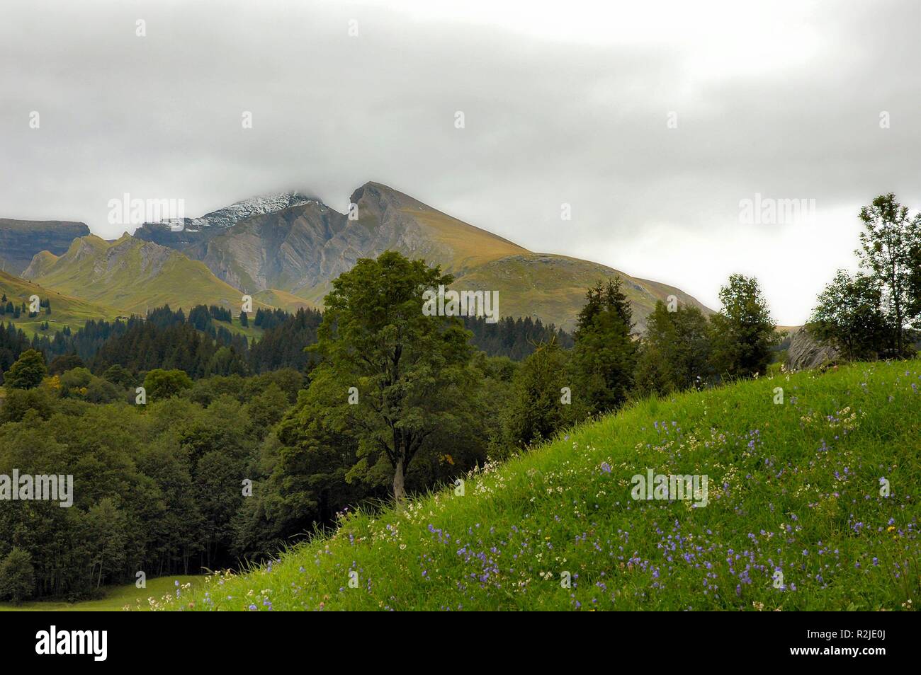 Gemshorn High Resolution Stock Photography and Images - Alamy
