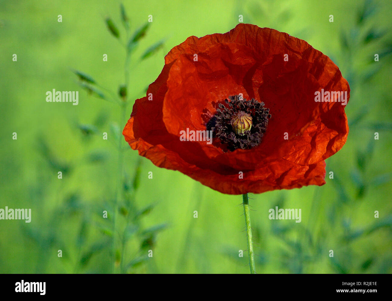 poppy in the first sunlight Stock Photo - Alamy