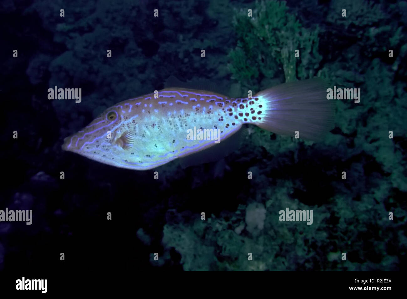 scratch-file fish i Stock Photo - Alamy