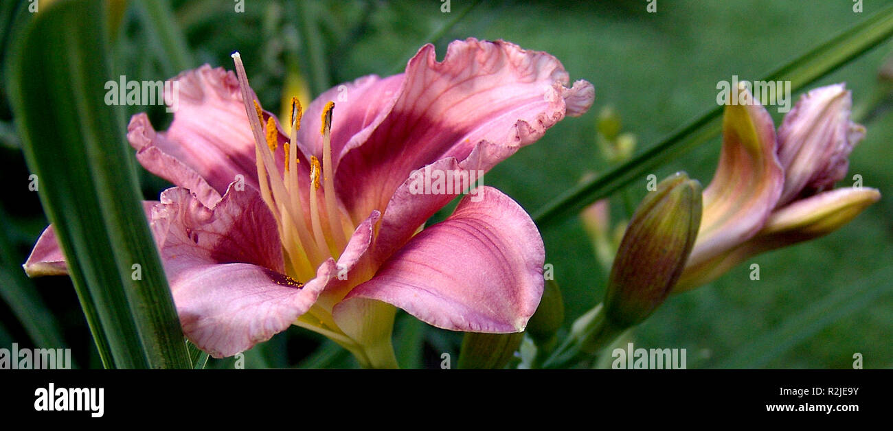 dragon eye - daylily Stock Photo - Alamy