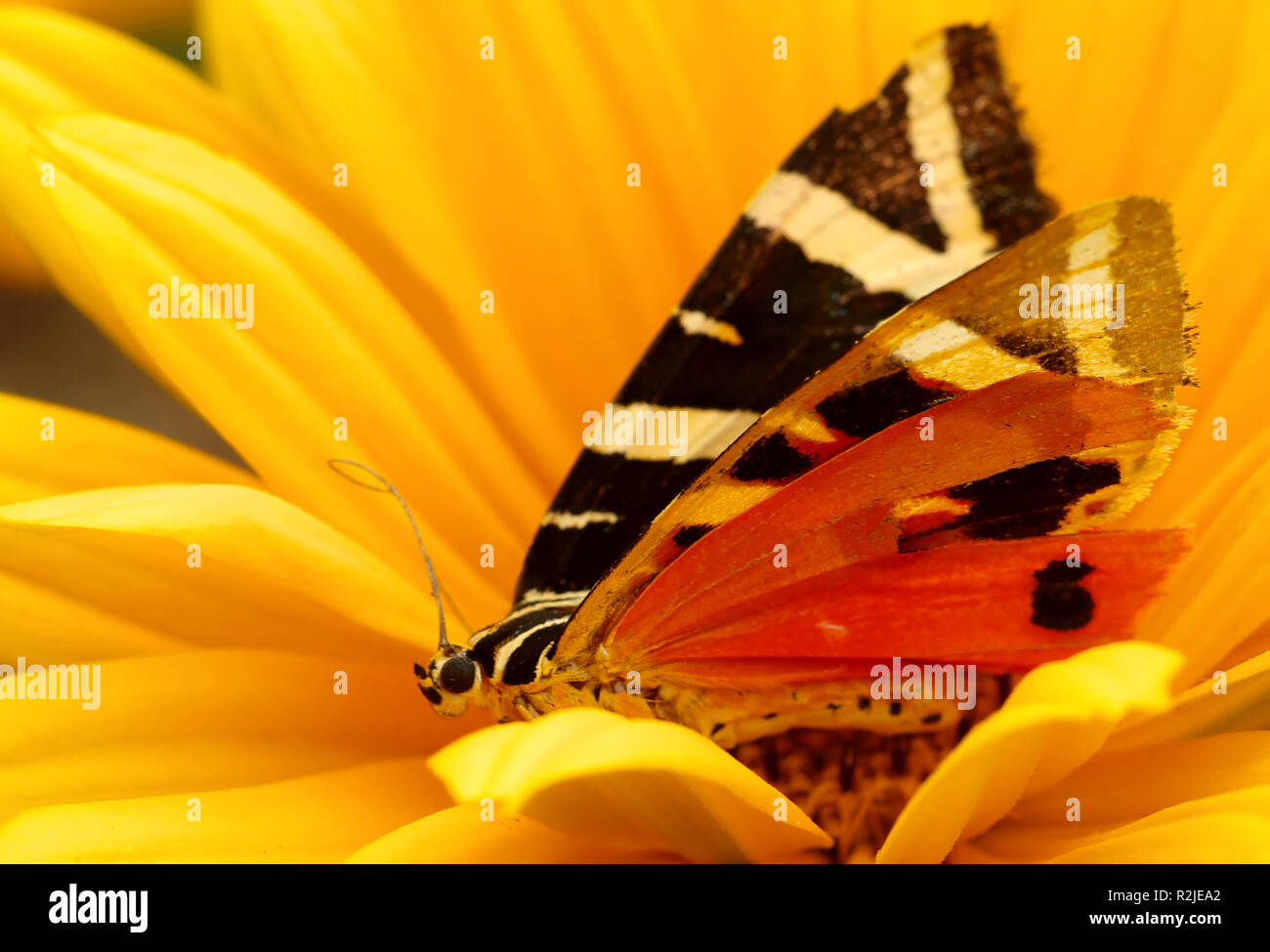 Russian butterflies hi-res stock photography and images - Alamy