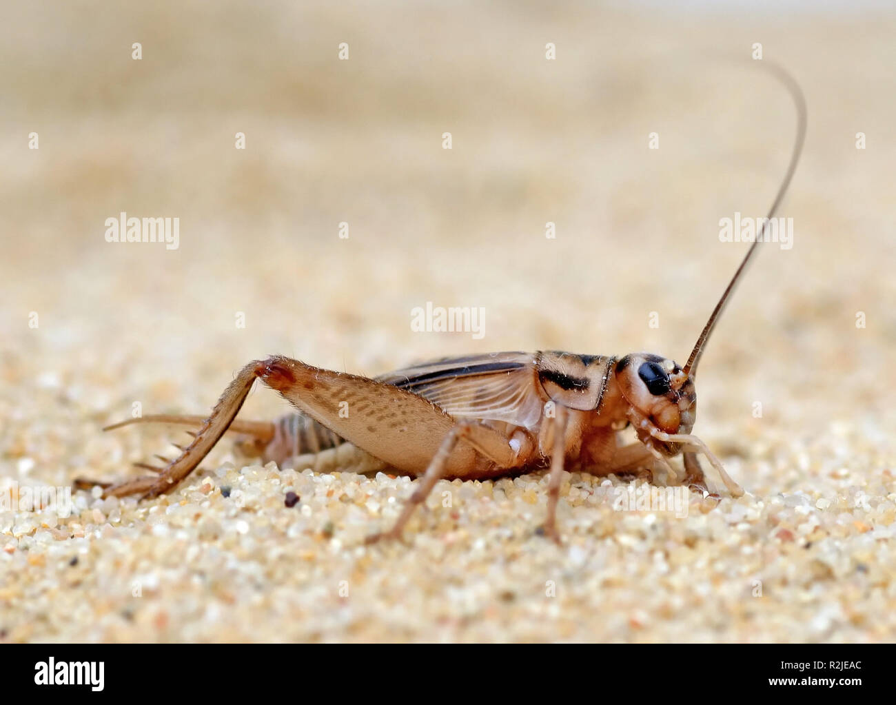 Acheta domesticus hi-res stock photography and images - Alamy