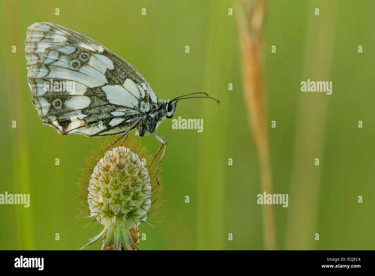 Sleeping insect hi-res stock photography and images - Alamy