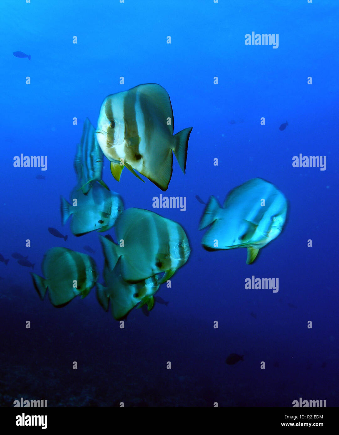 Maldiven hi-res stock photography and images - Alamy