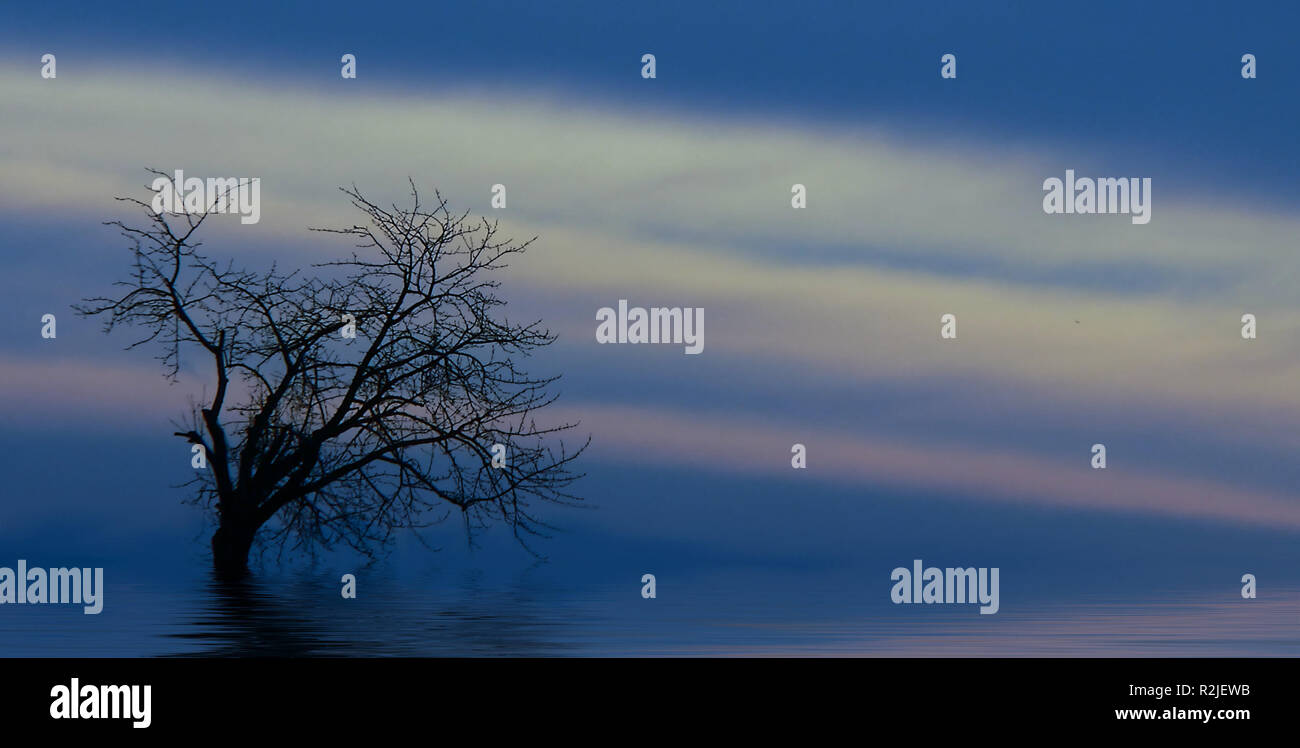Drowning tree hi-res stock photography and images - Alamy