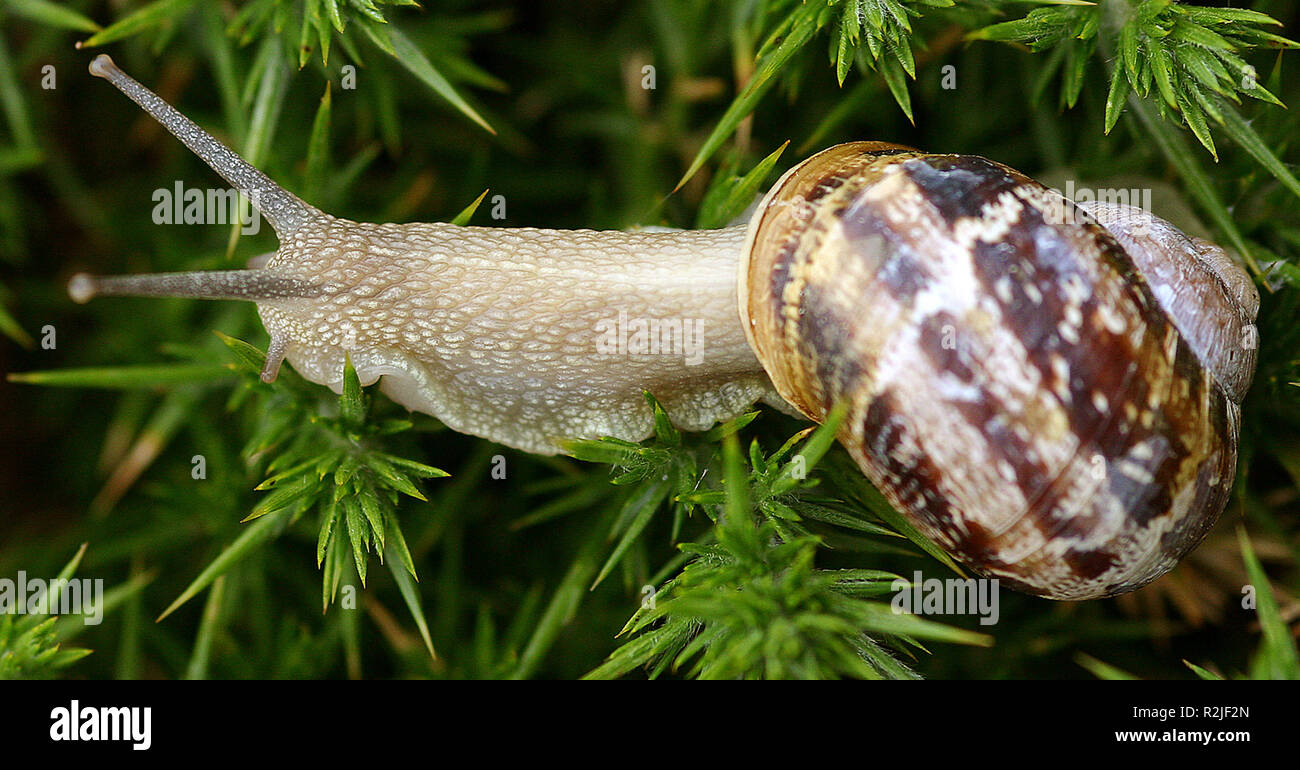 Long snail hi-res stock photography and images - Alamy