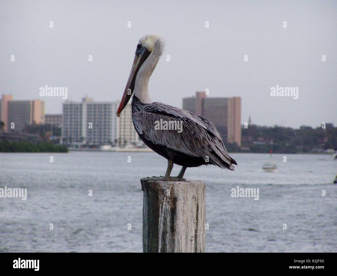 Pelican with prey hi-res stock photography and images - Alamy