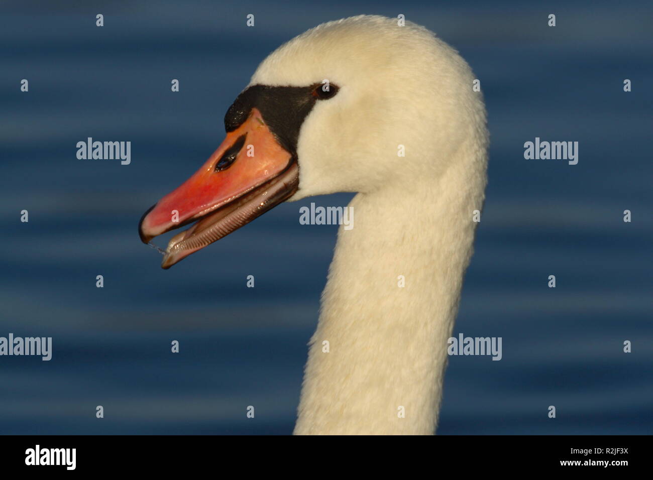 mute swan with open beak Stock Photo - Alamy