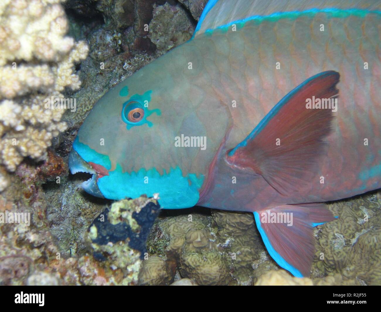 Papageienfisch hi-res stock photography and images - Alamy