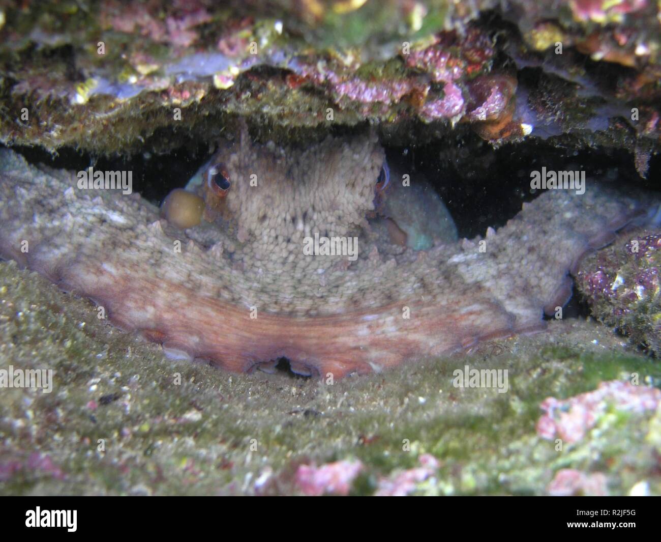 Octopus hiding cave hi-res stock photography and images - Alamy
