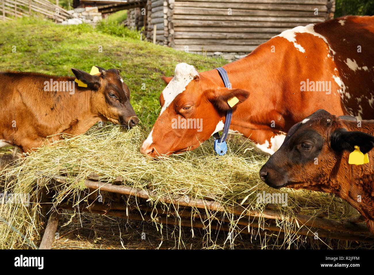 Cows in farm, grazing from a hay pile Stock Photo - Alamy