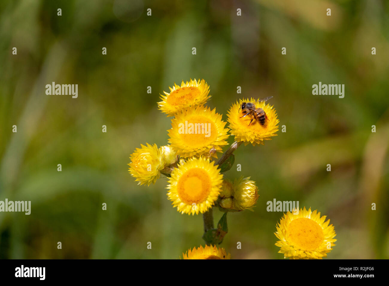 Side view bee hi-res stock photography and images - Alamy