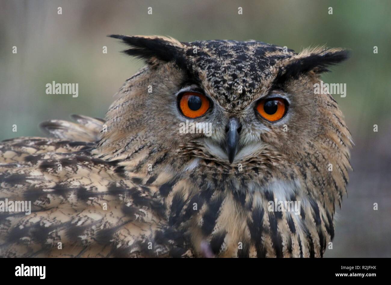 Owls booty hi-res stock photography and images - Alamy