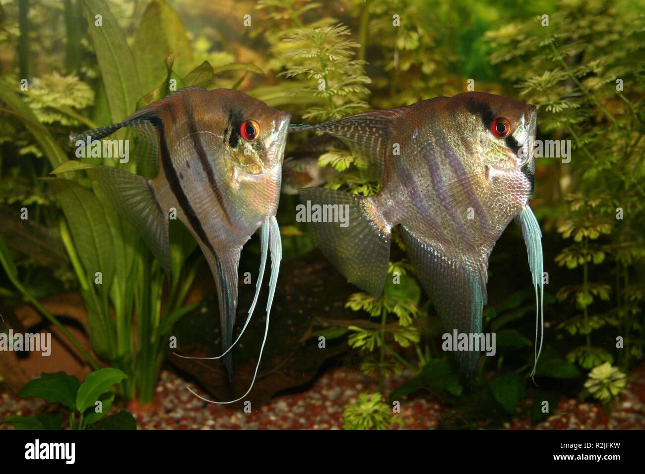 two fish made my aquarium Stock Photo - Alamy