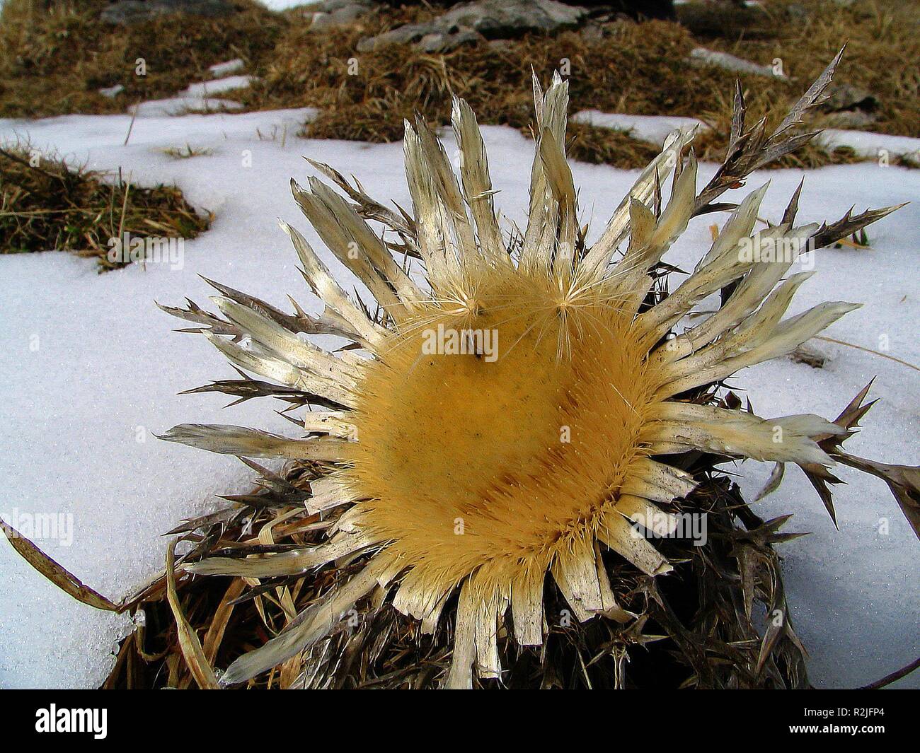 silberdistel in winter Stock Photo - Alamy