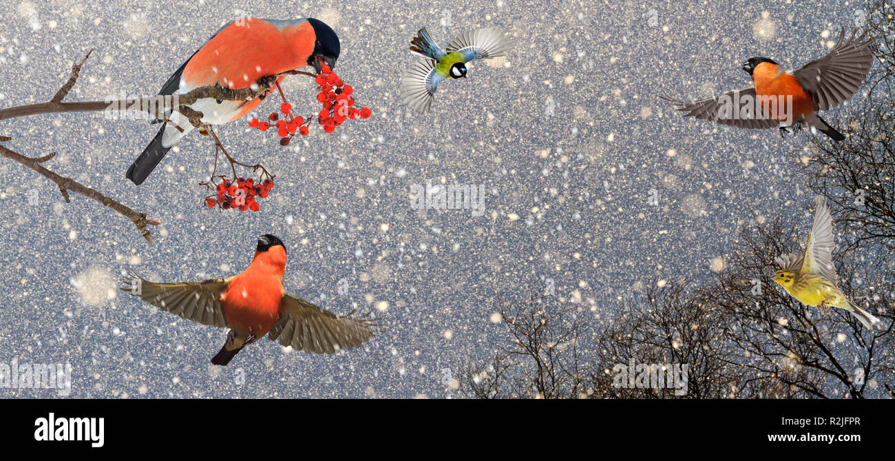 Christmas birds in a snowy beautiful sky, holiday picture Stock Photo ...