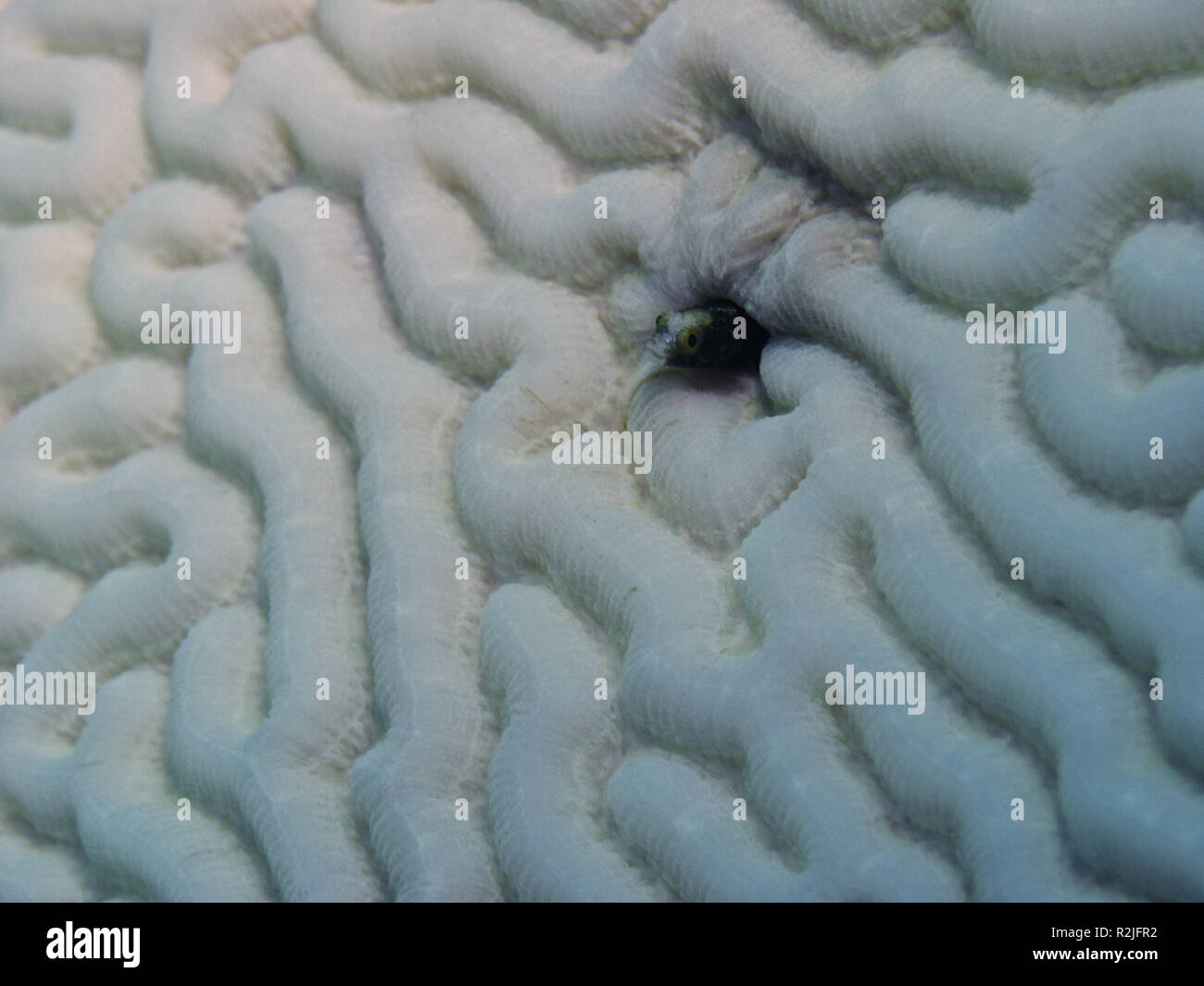 sting head chaenopsidae Stock Photo - Alamy