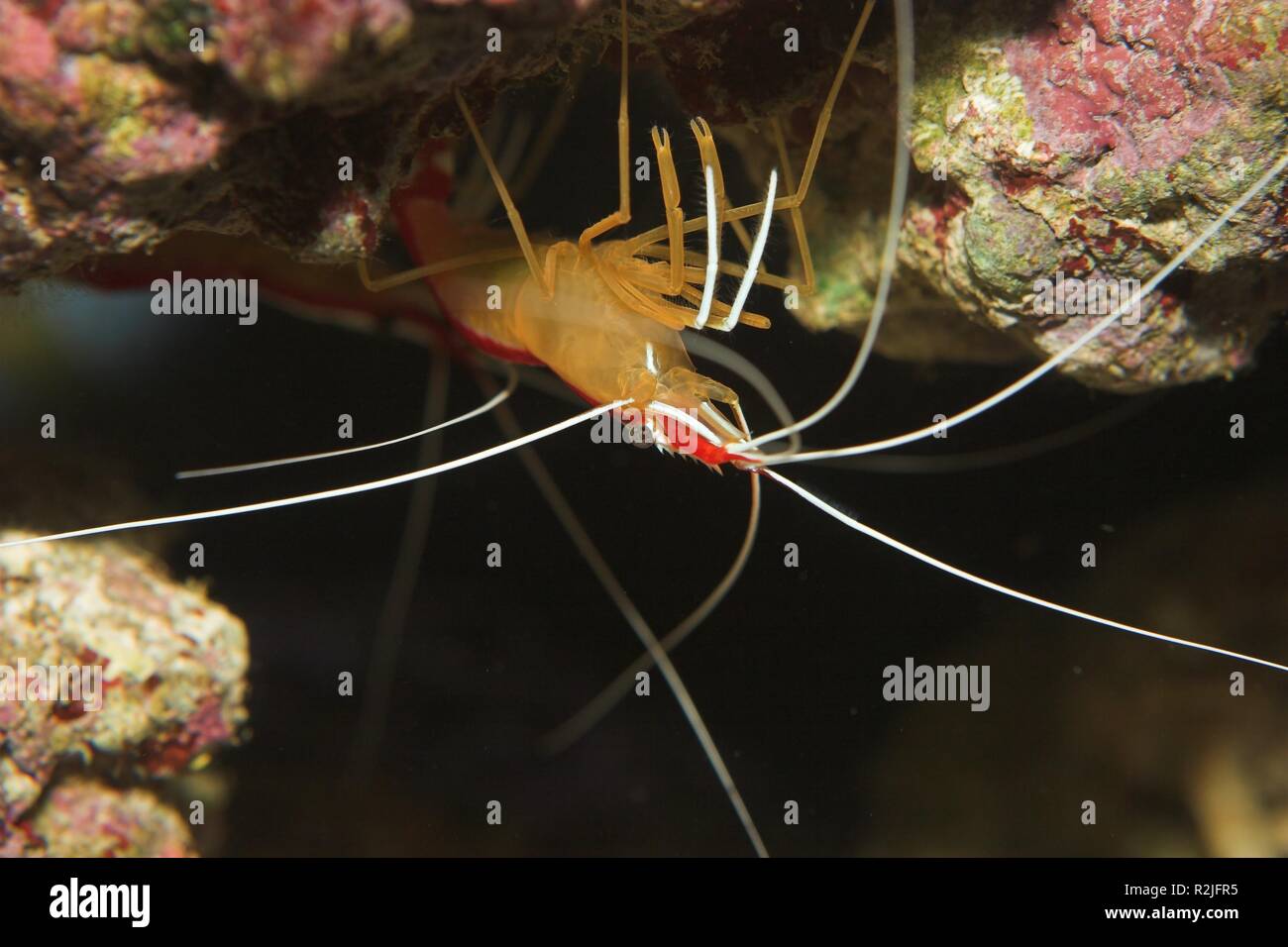 Underwater shrimp hi-res stock photography and images - Alamy