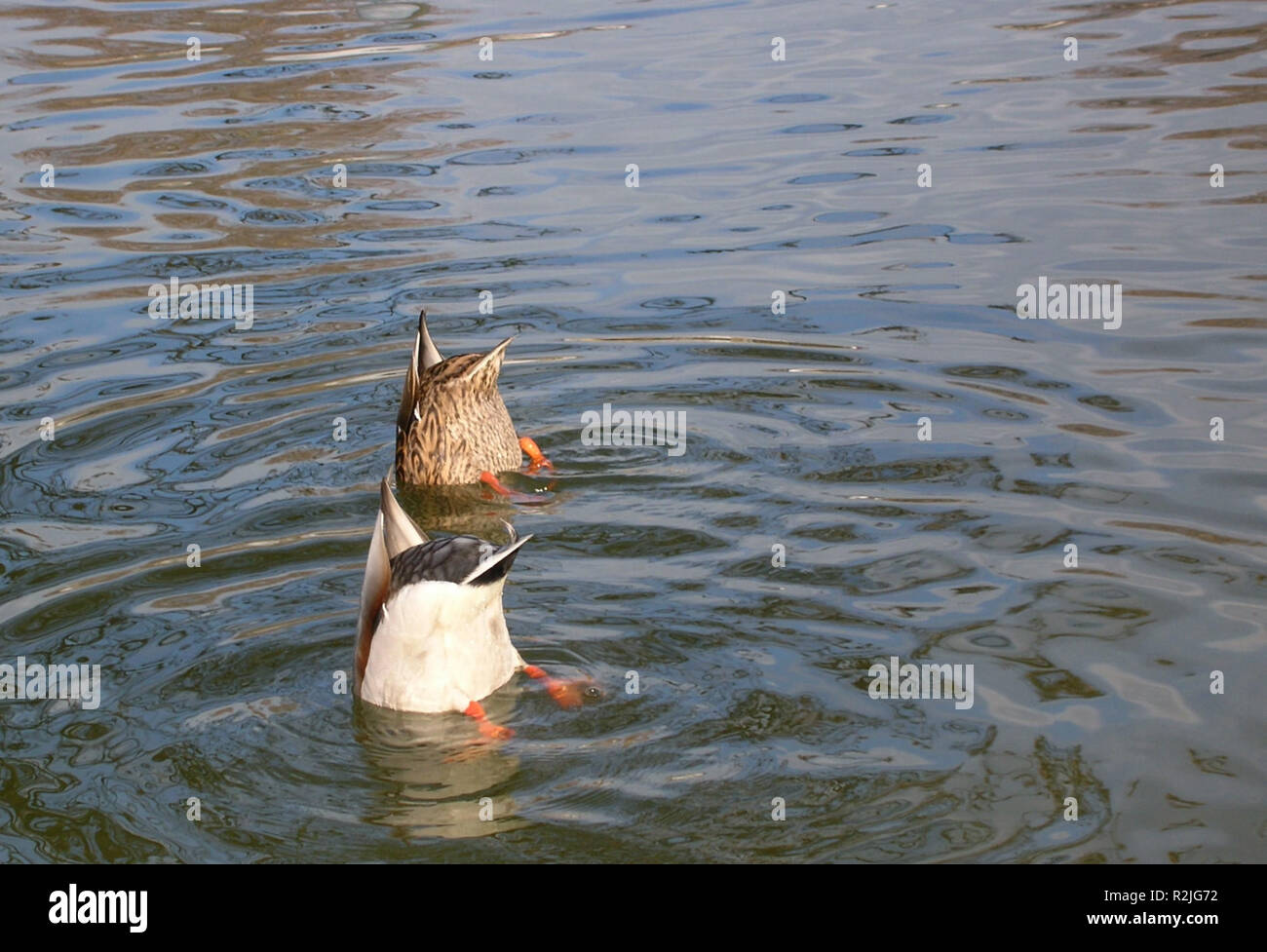 Headlong in the water hi-res stock photography and images - Alamy