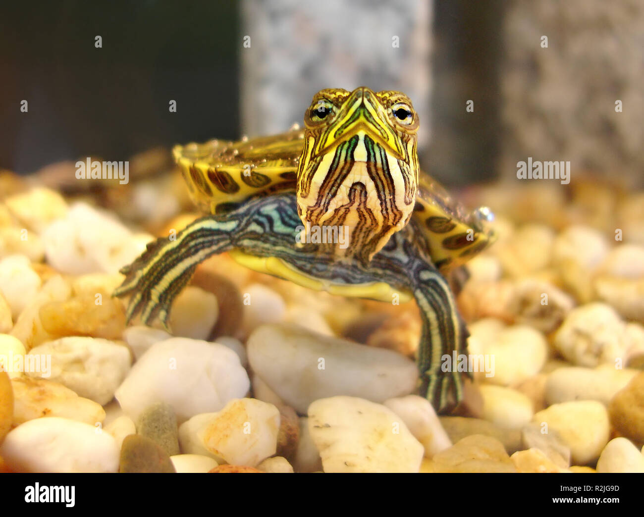 Baby at ascot hi-res stock photography and images - Alamy