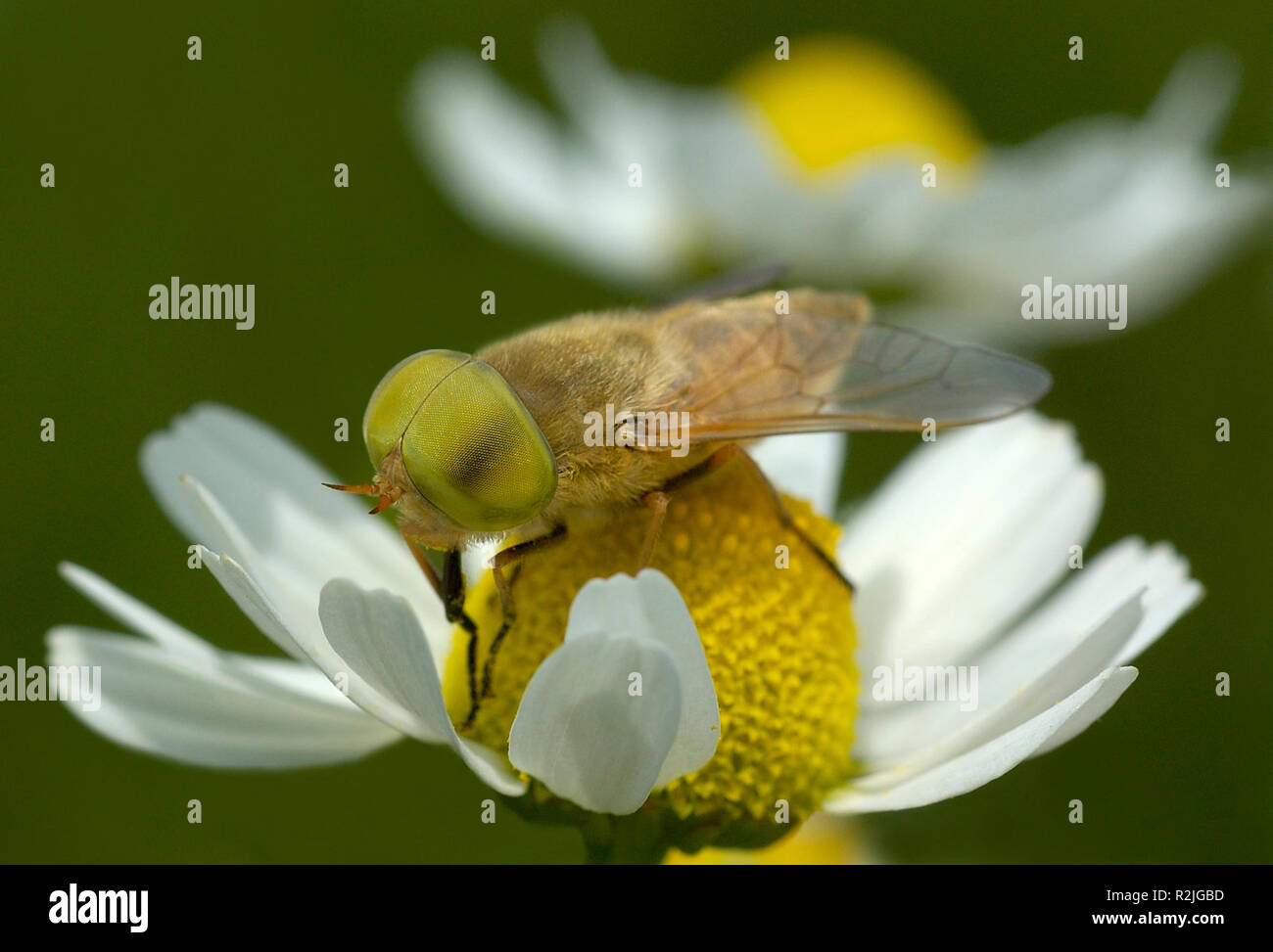 brake with gorgeous green eyes Stock Photo - Alamy