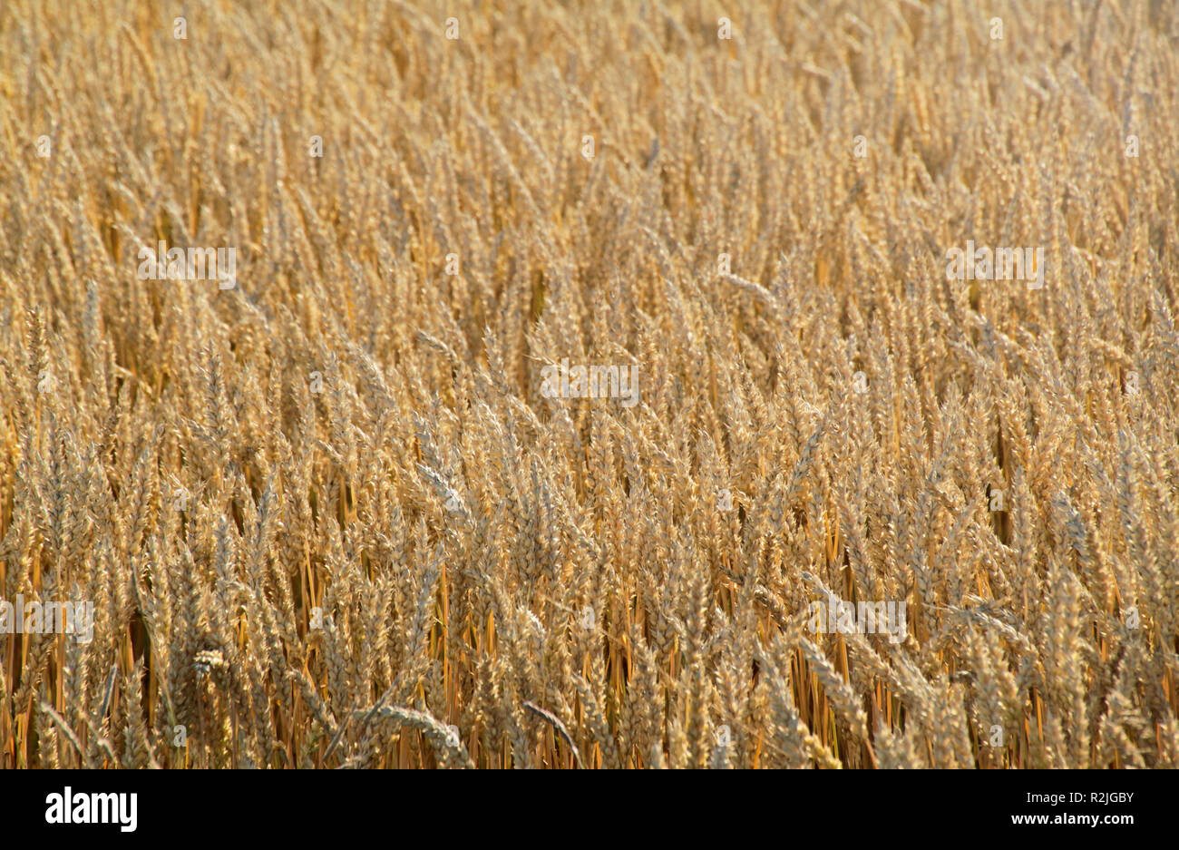 Golden crop hi-res stock photography and images - Alamy