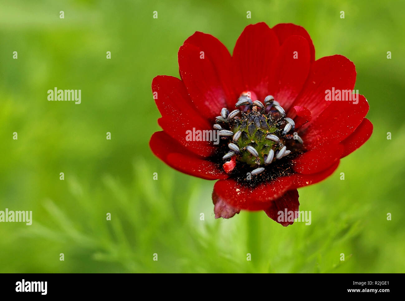 i need color Stock Photo - Alamy