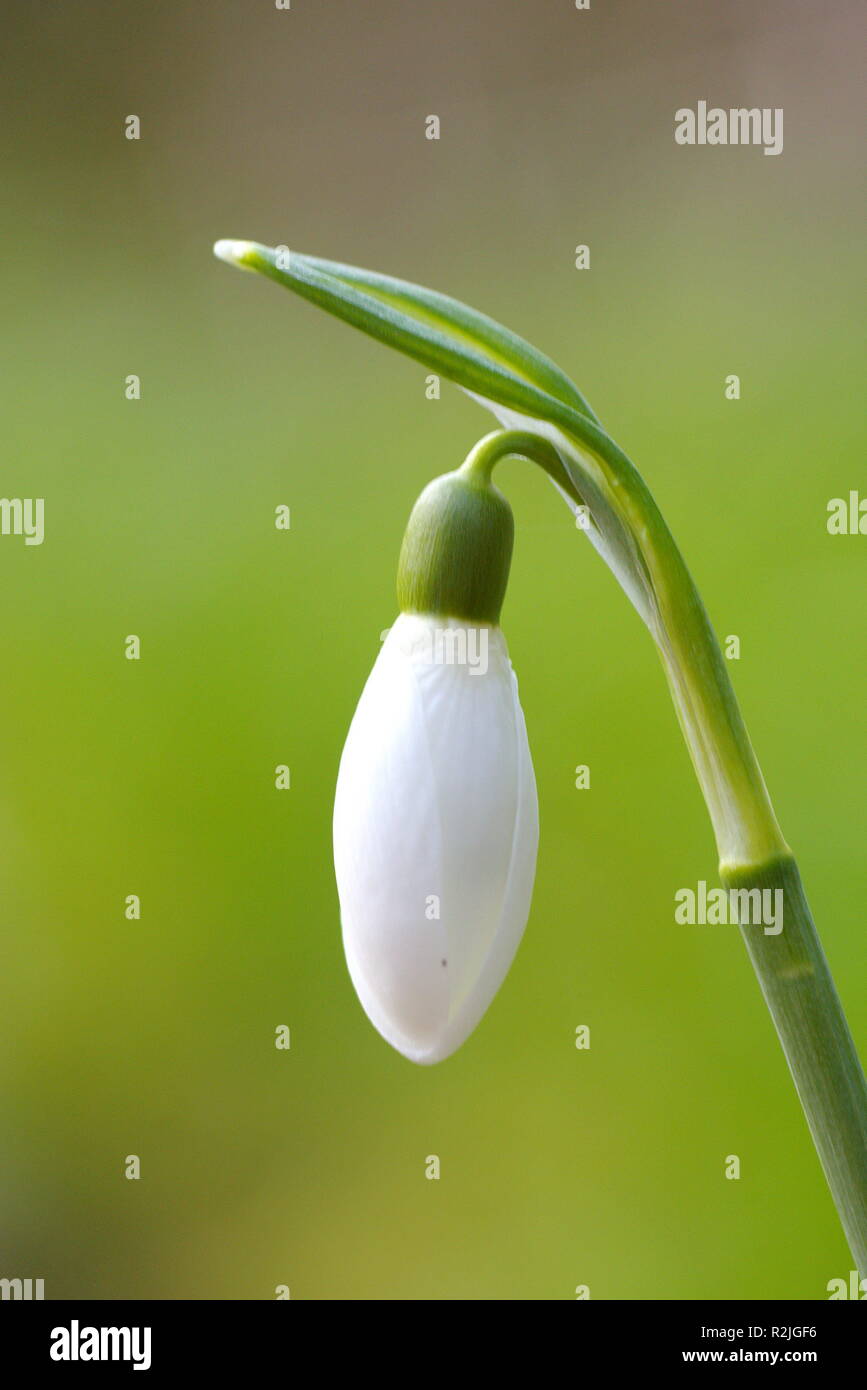 Snowdrop plant onion hi-res stock photography and images - Alamy