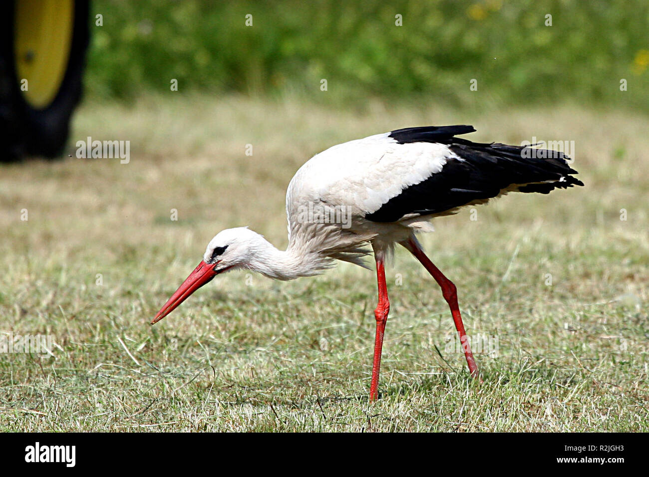 storch during harvest use Stock Photo - Alamy