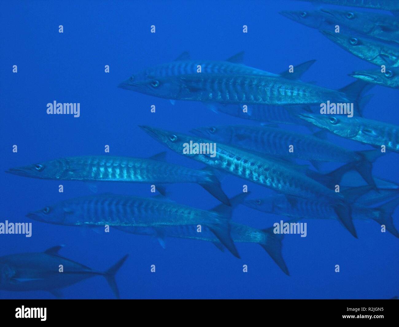 Group of barracudas hi-res stock photography and images - Alamy