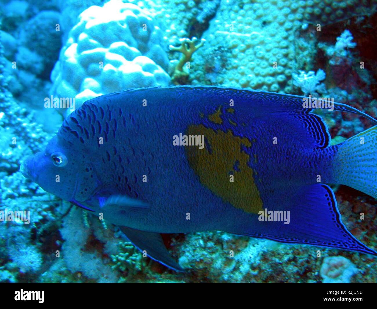 Doktorfisch hi-res stock photography and images - Alamy