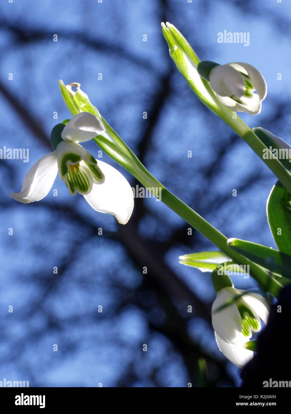 Marienkerzen hi-res stock photography and images - Alamy
