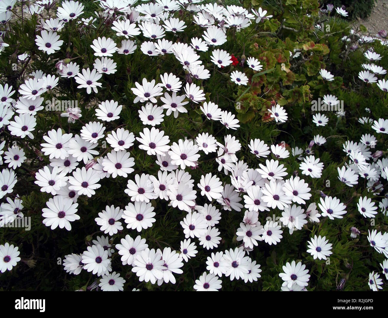 Margarite weiss hi-res stock photography and images - Alamy