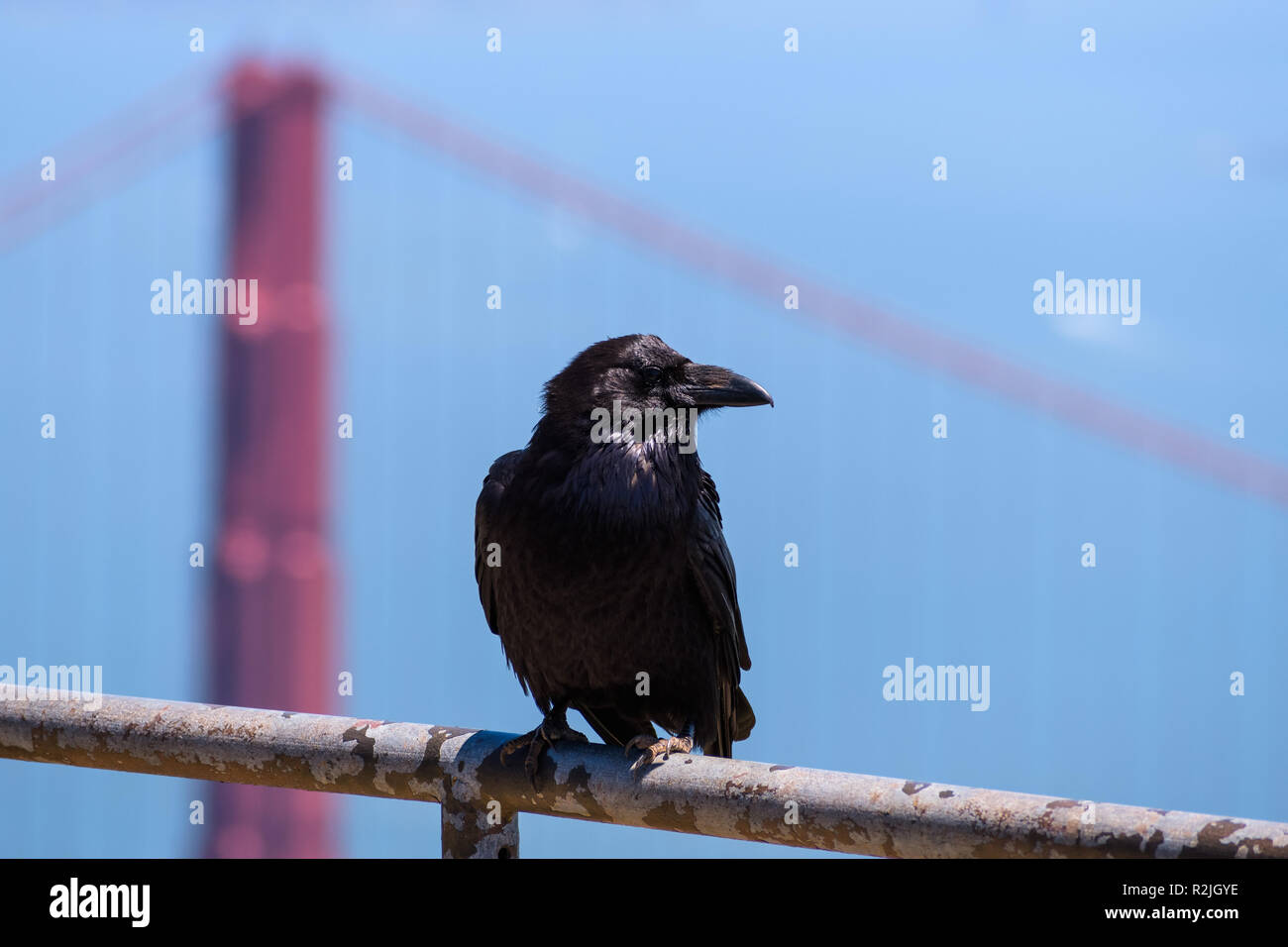 Raven bridge hi-res stock photography and images - Alamy