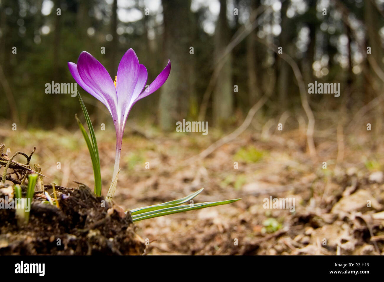 Lonely crocus flower in hi-res stock photography and images - Alamy